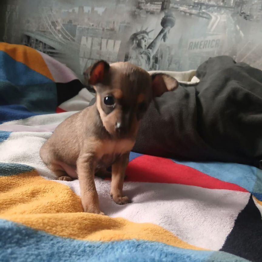 Той-терьер щенки