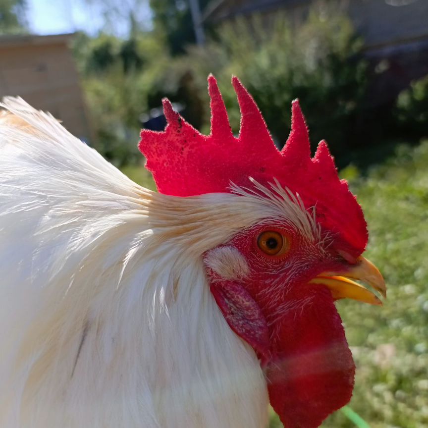 Молодые петухи