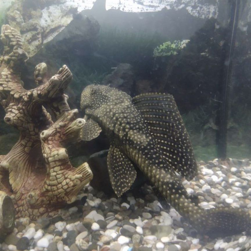 Аквариумные рыбки сом и декор