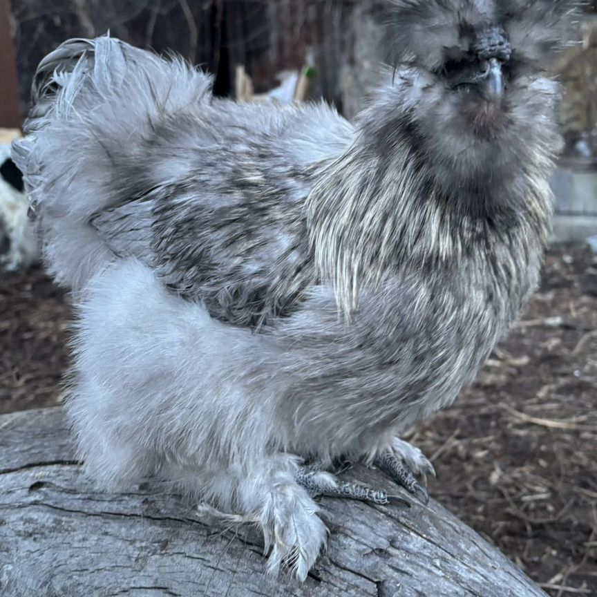 Петух китайский шелковый