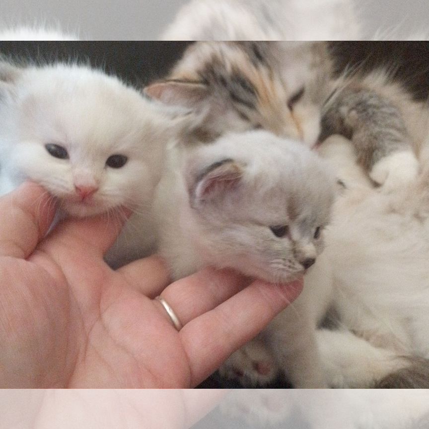 Невские маскарадные котята