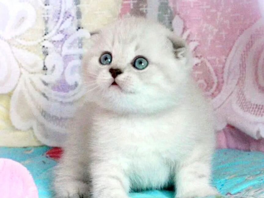 Плюшевые Голубоглазые Вислоушки)