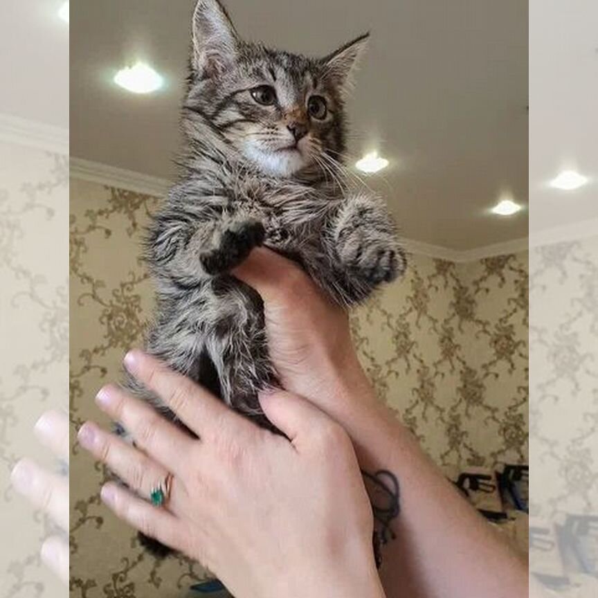 Кошечка ищет дом