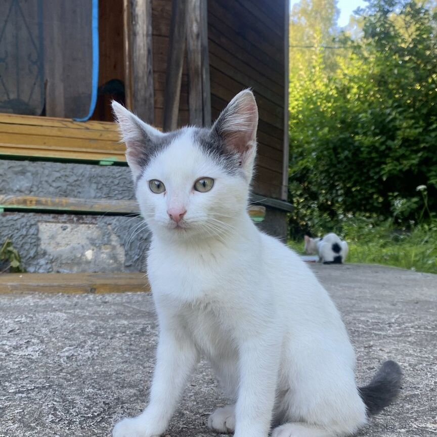 Котята в добрые руки