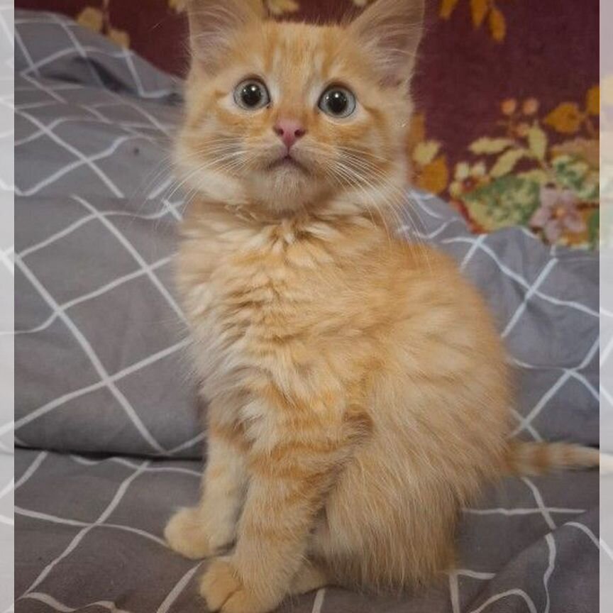 Котёнок в добрые руки