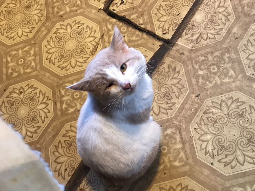 Кот в добрые руки