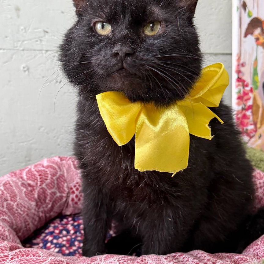 Черный котик ищет дом