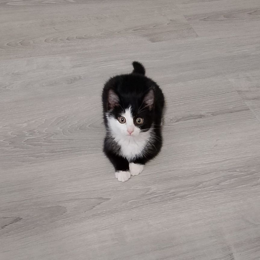 Котята в добрые руки бесплатно мальчик