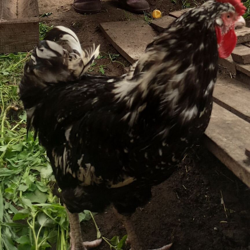 Семья петух и курочки