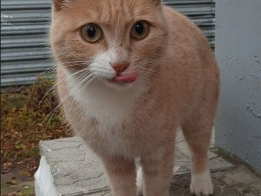 Кошки в добрые руки