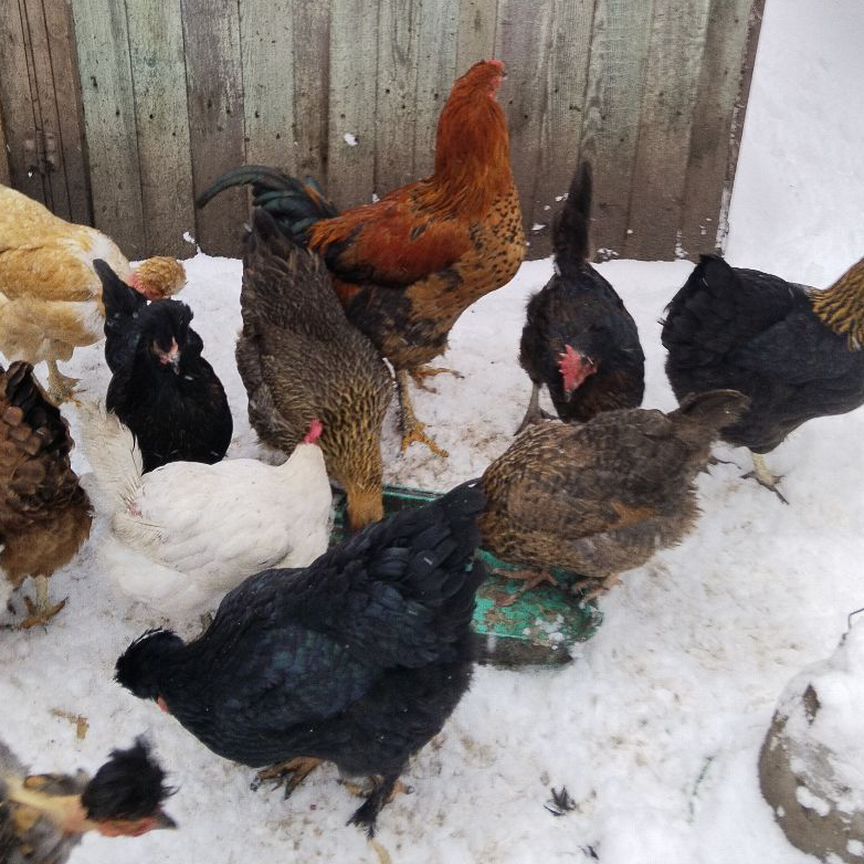 Петушки на племя