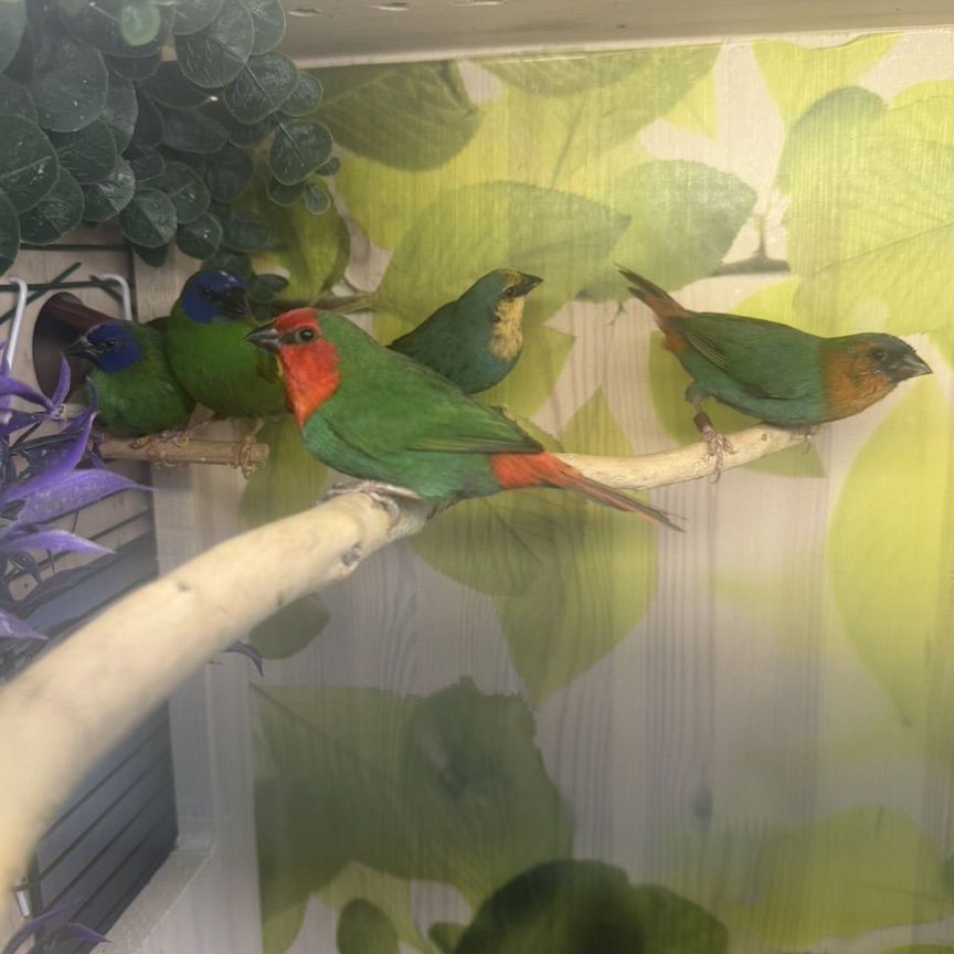 Попугайные амадины