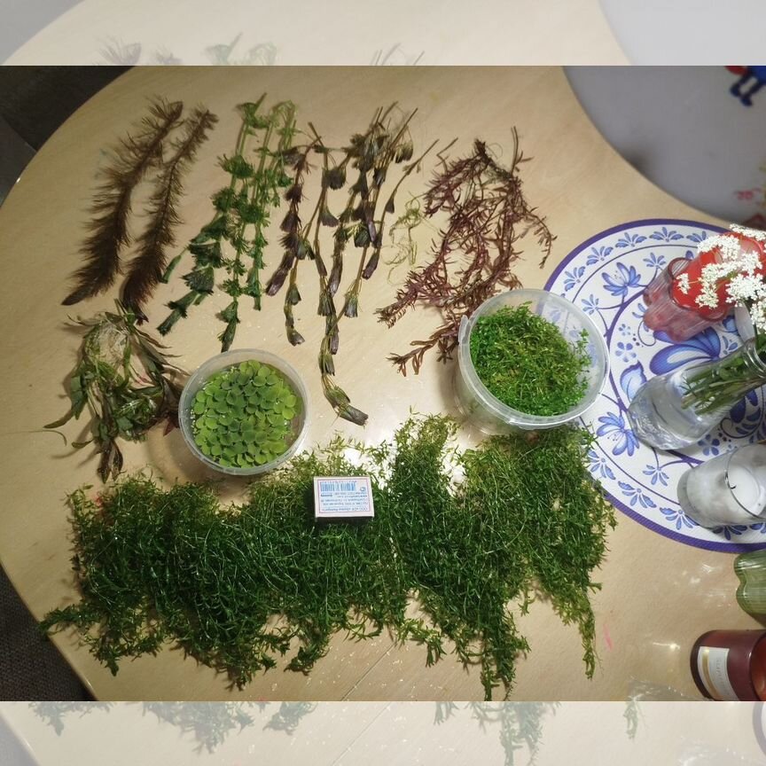 Растения аквариумные, прополка