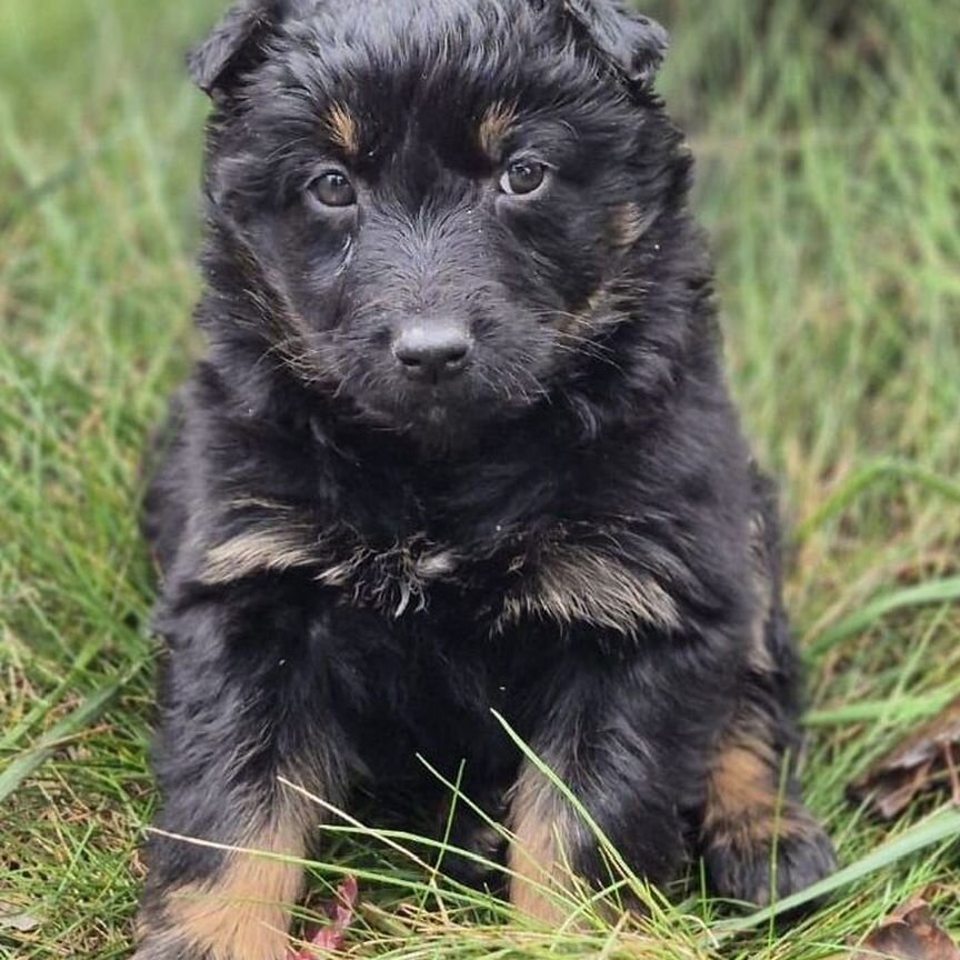 Красавицы 1,5 месяца