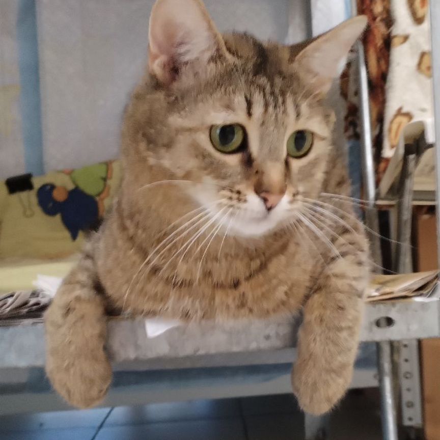 Шотландский прямоухий короткошёрстный, взрослый кот