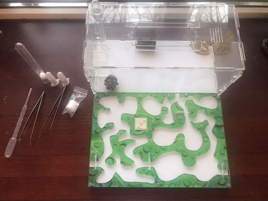 Муравьиная ферма без муравьев