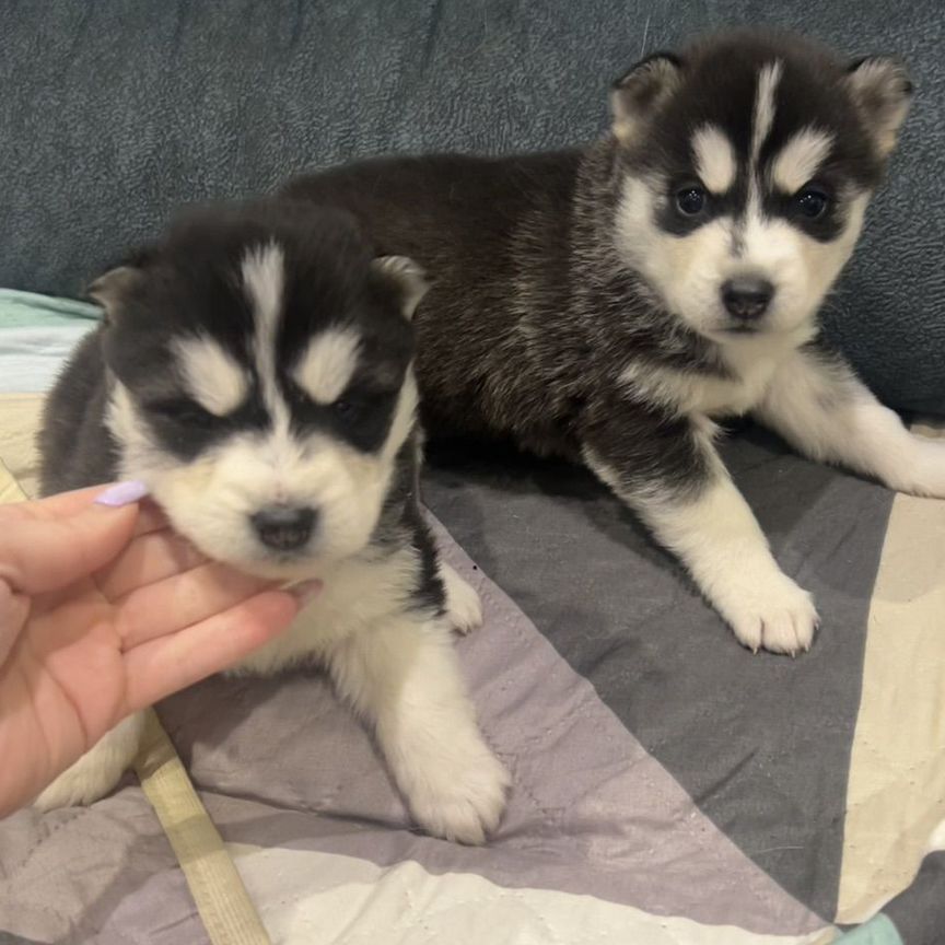 Сибирский хаски, щенок