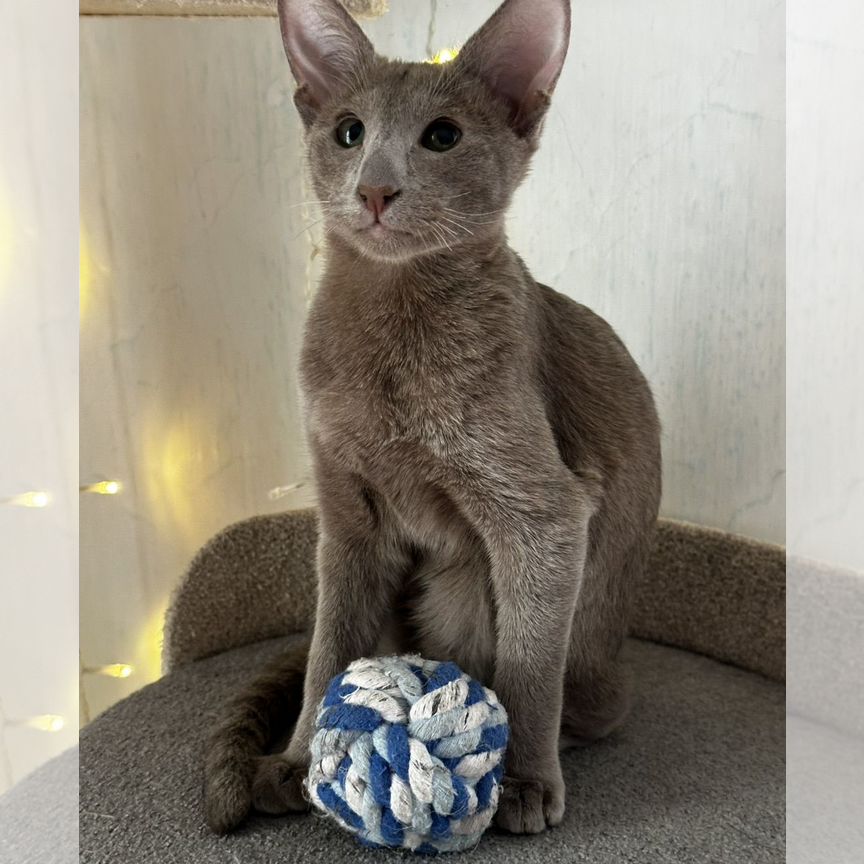 Ориентальный котёнок