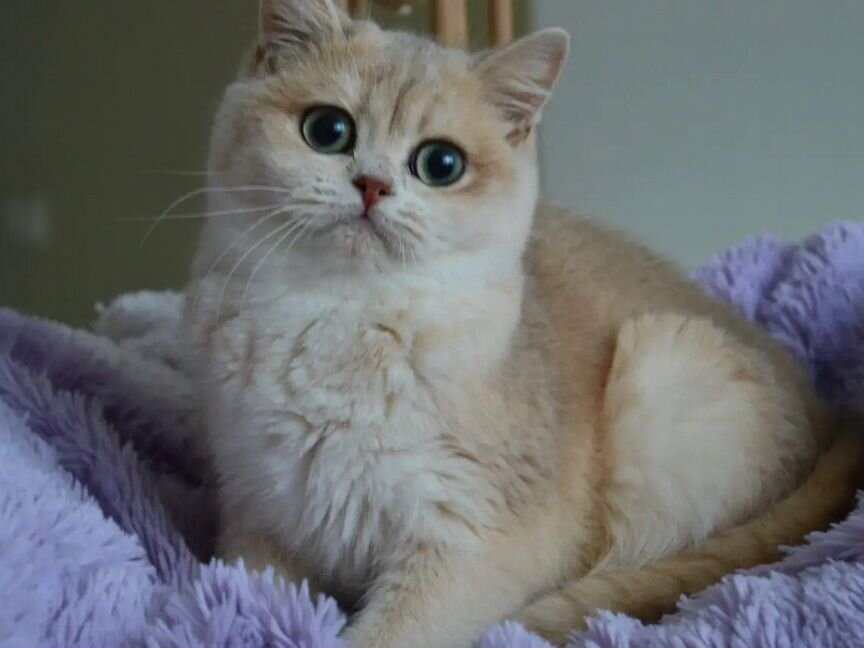 Котик ay12