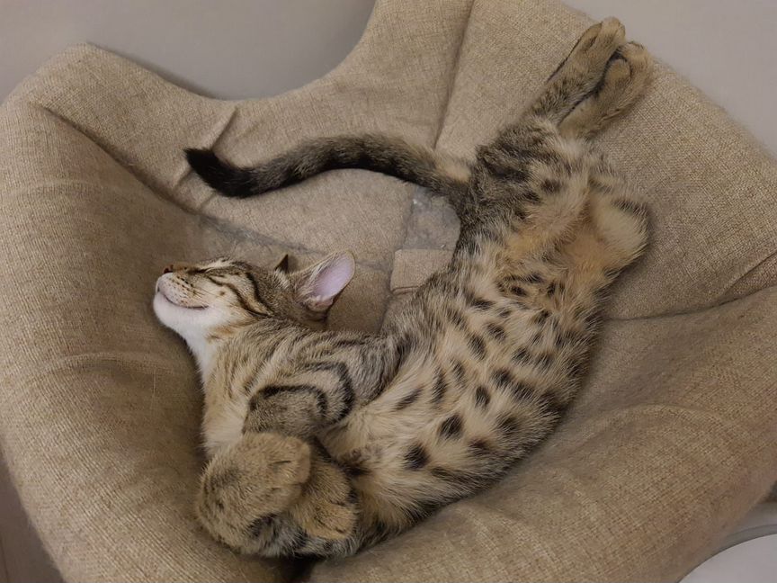 Котята шпротный и маркизный в добрые руки
