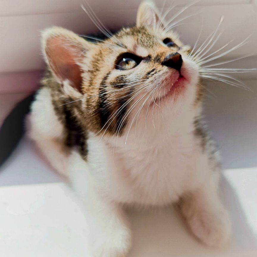 Котенок в дар