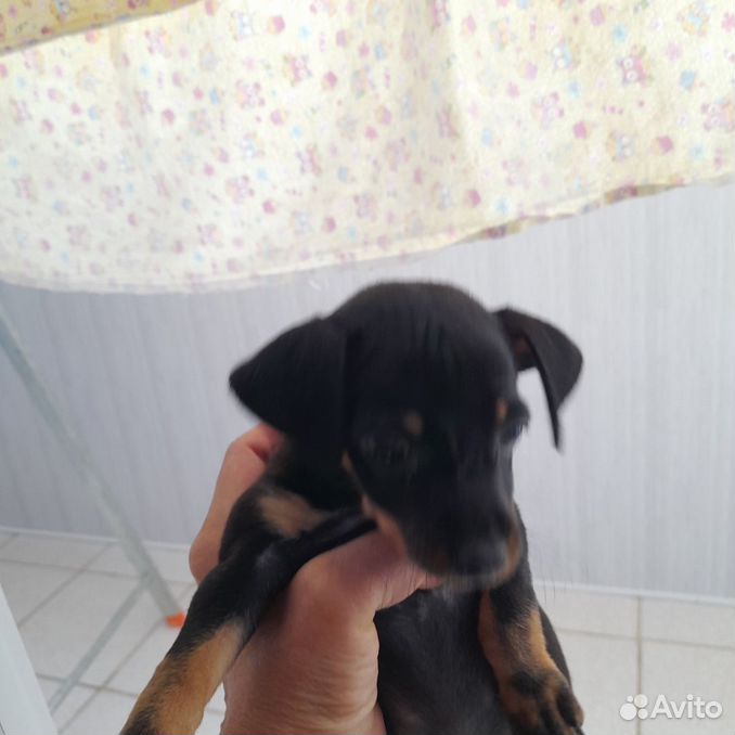 Девочка той терьер продается