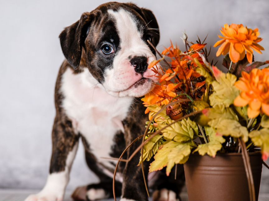 Тигровый кобель