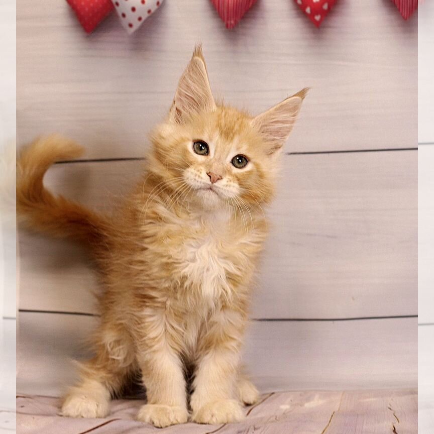 Мейн-кун котёнок