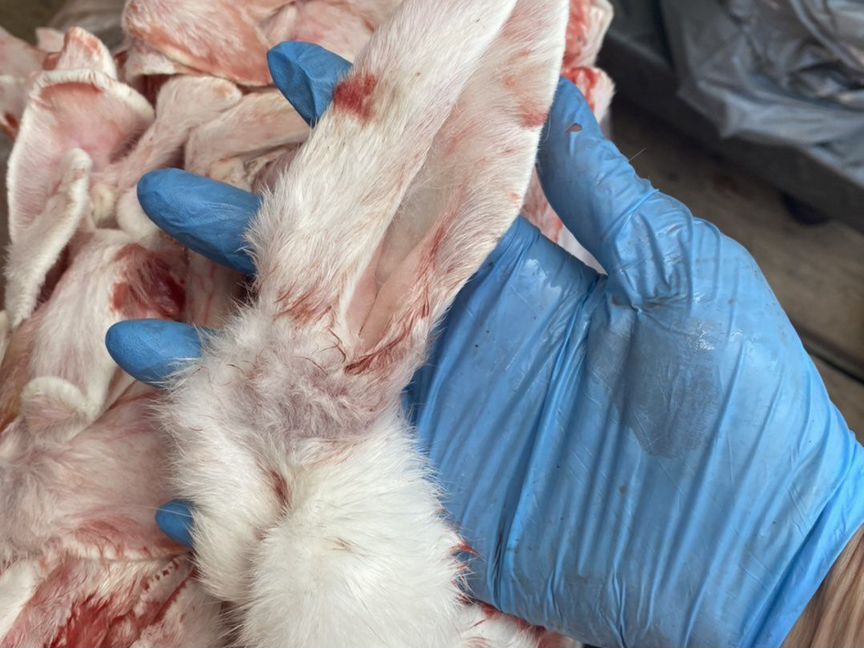 Уши кролика опт и розница