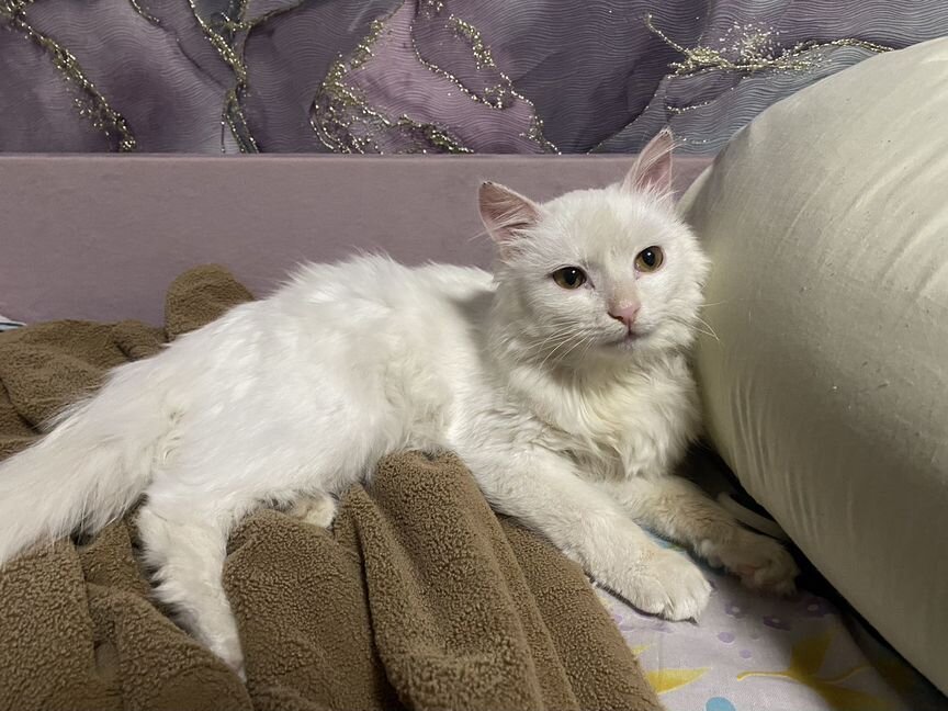 Турецкая ангора котенок