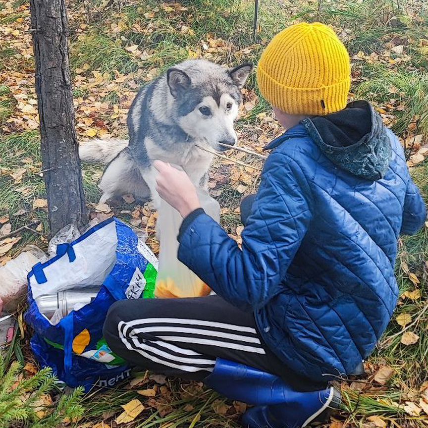 Щенки маламут