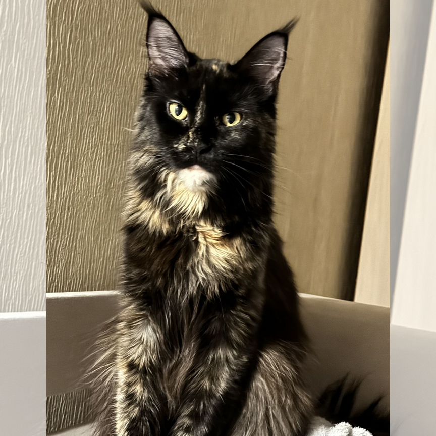 Отдам кошку мейн кун