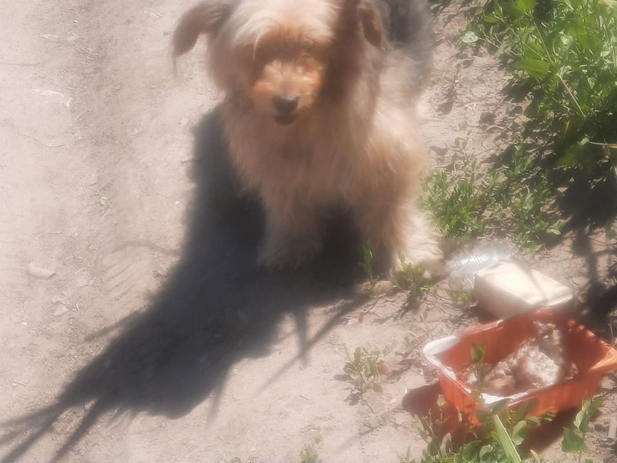 Собачка в добрые руки