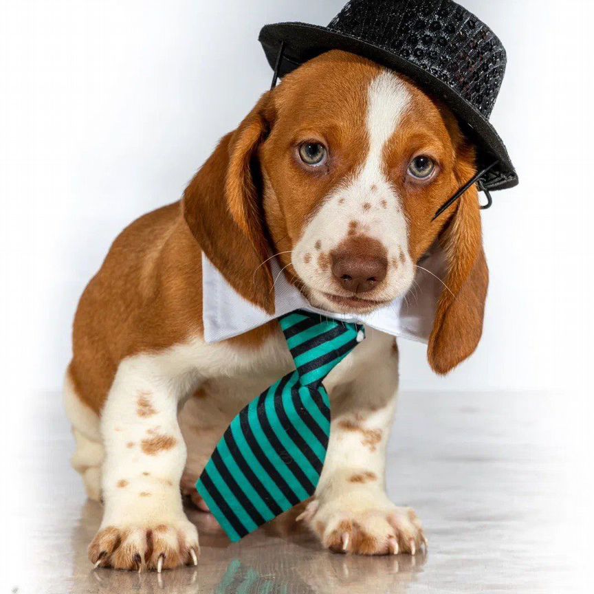 Такса, щенок