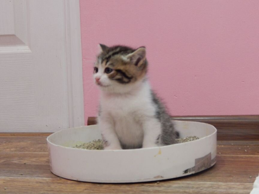 Отдам котят в добрые руки