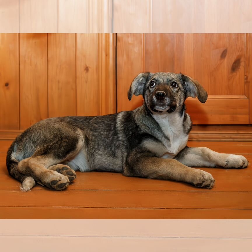 Щенок в добрые руки