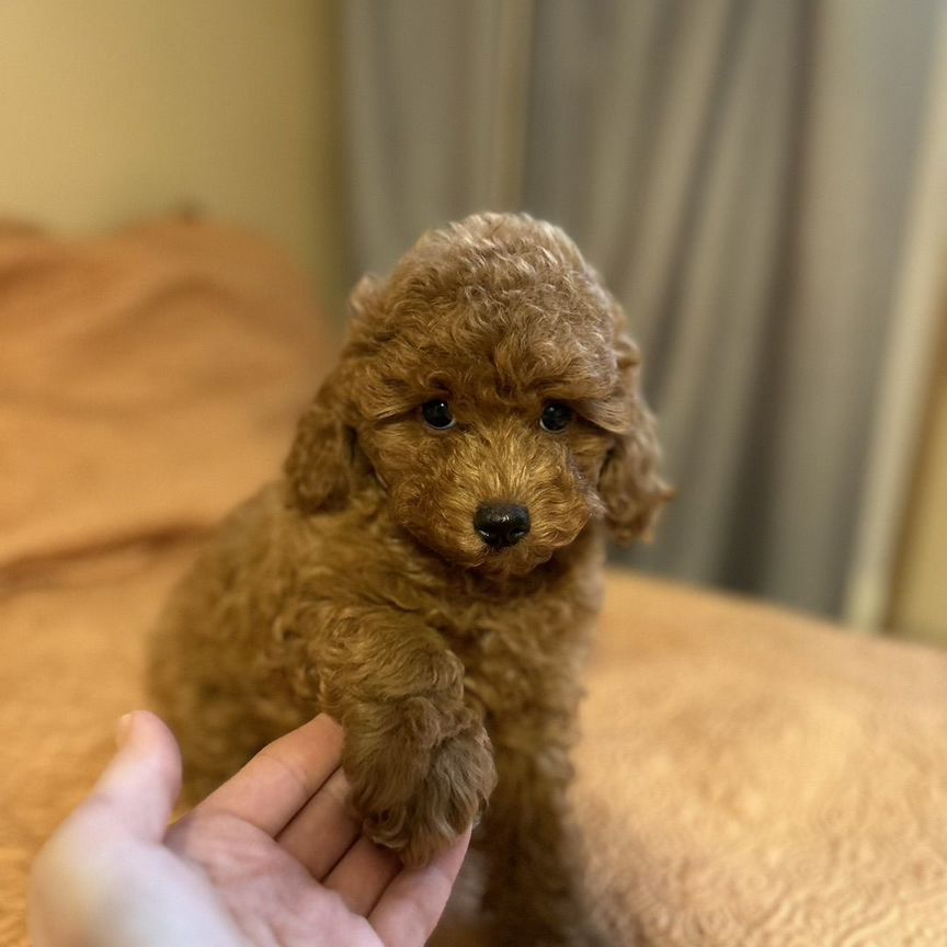 Той-пудель девочка красная