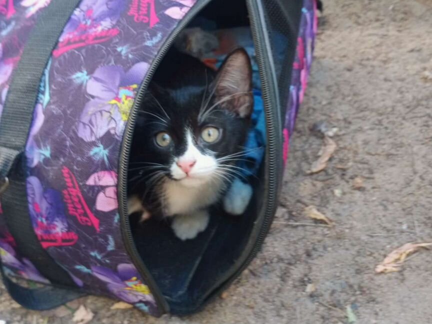 Симпатичный котенок в добрые руки