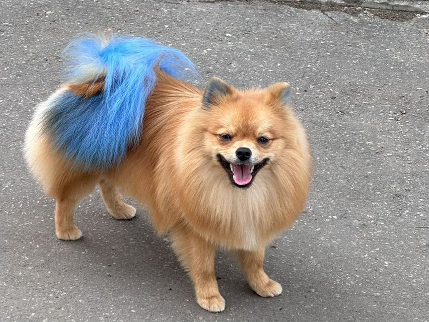 Немецкий шпиц вязка