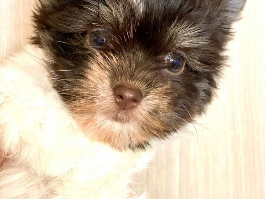 Бивер девочка шоколадная