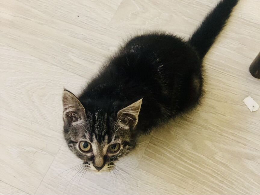 Котенок (девочка) в добрые руки