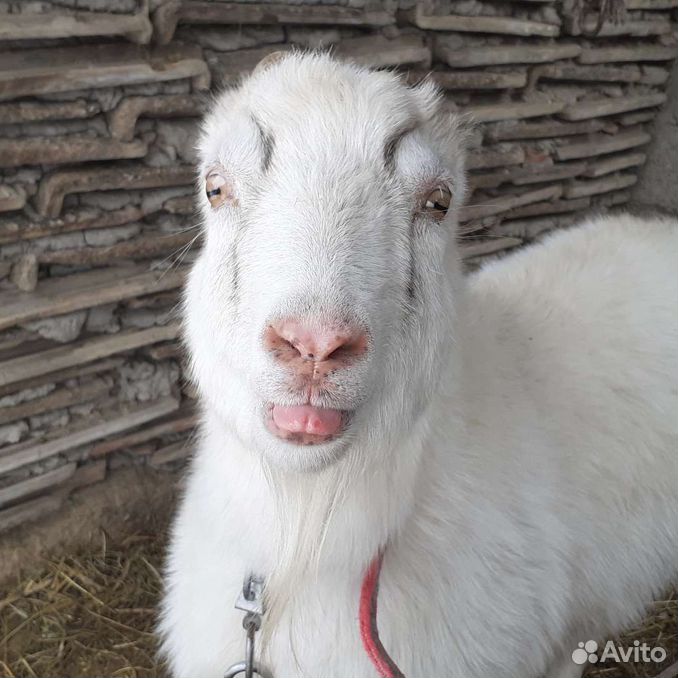 Козы дойные молочные, и 3 козленка