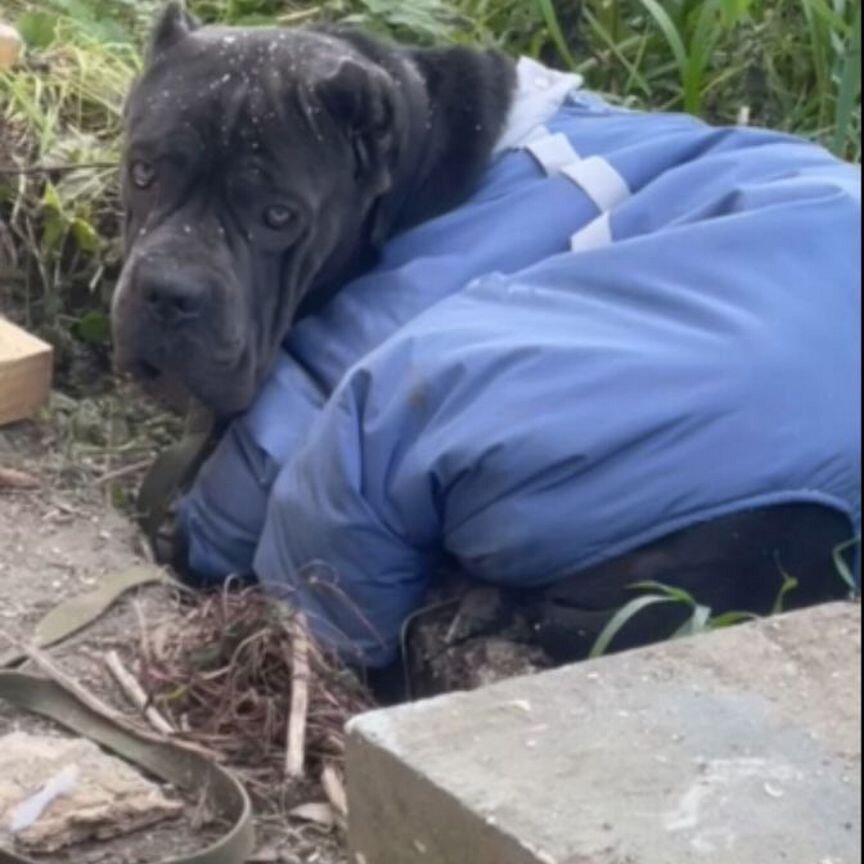 Найден кане корсе