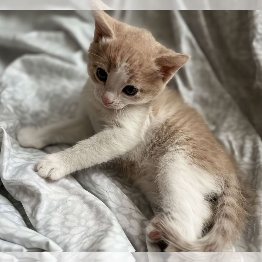 Котёнок в добрые руки