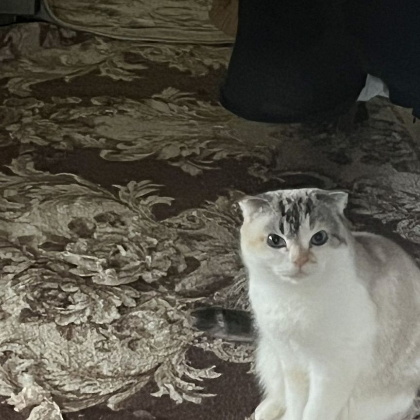 Шотландская