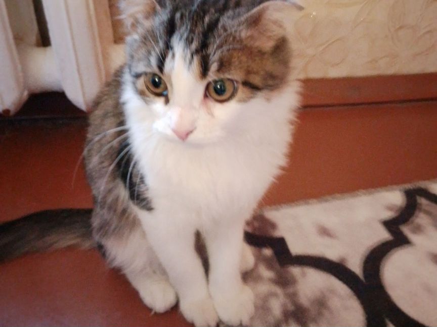 Кошка