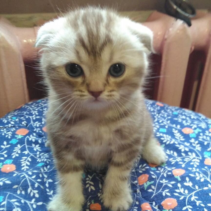 Продам котенка Шотландской породы, мальчик
