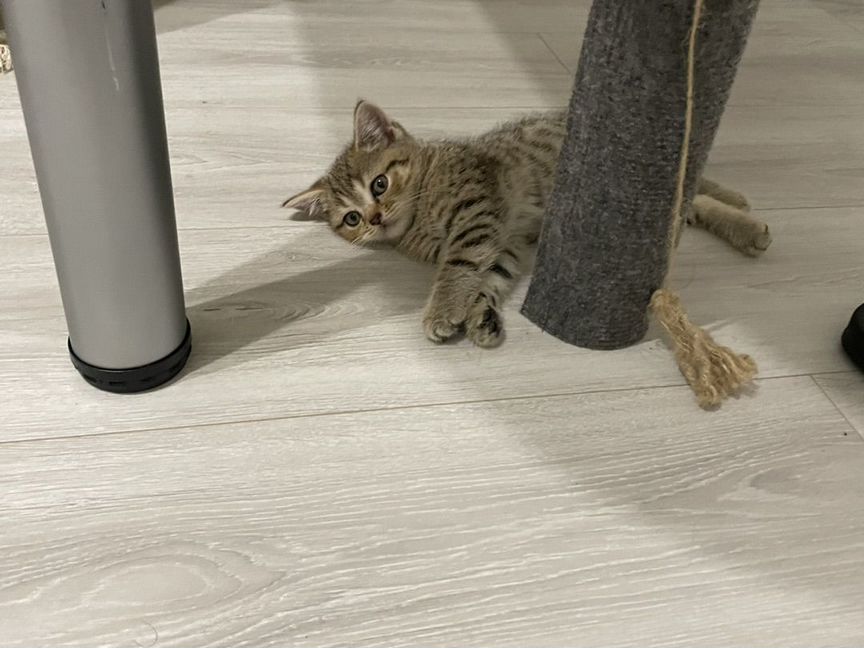 Котенок шотланская прямоухая