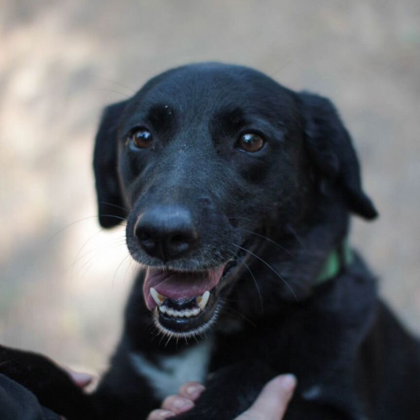 Пуговка собака из приюта в добрые руки