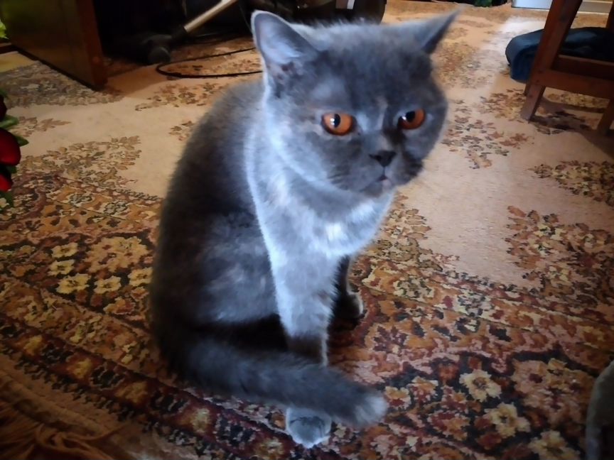 Шотланская прямоухая кошка
